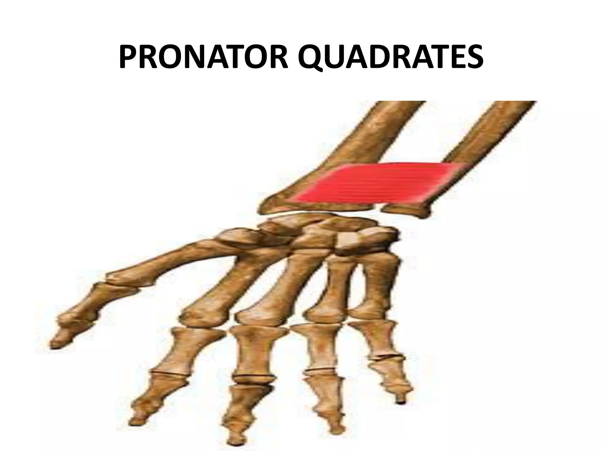 Flexion tendon injuries of hand | PPTX