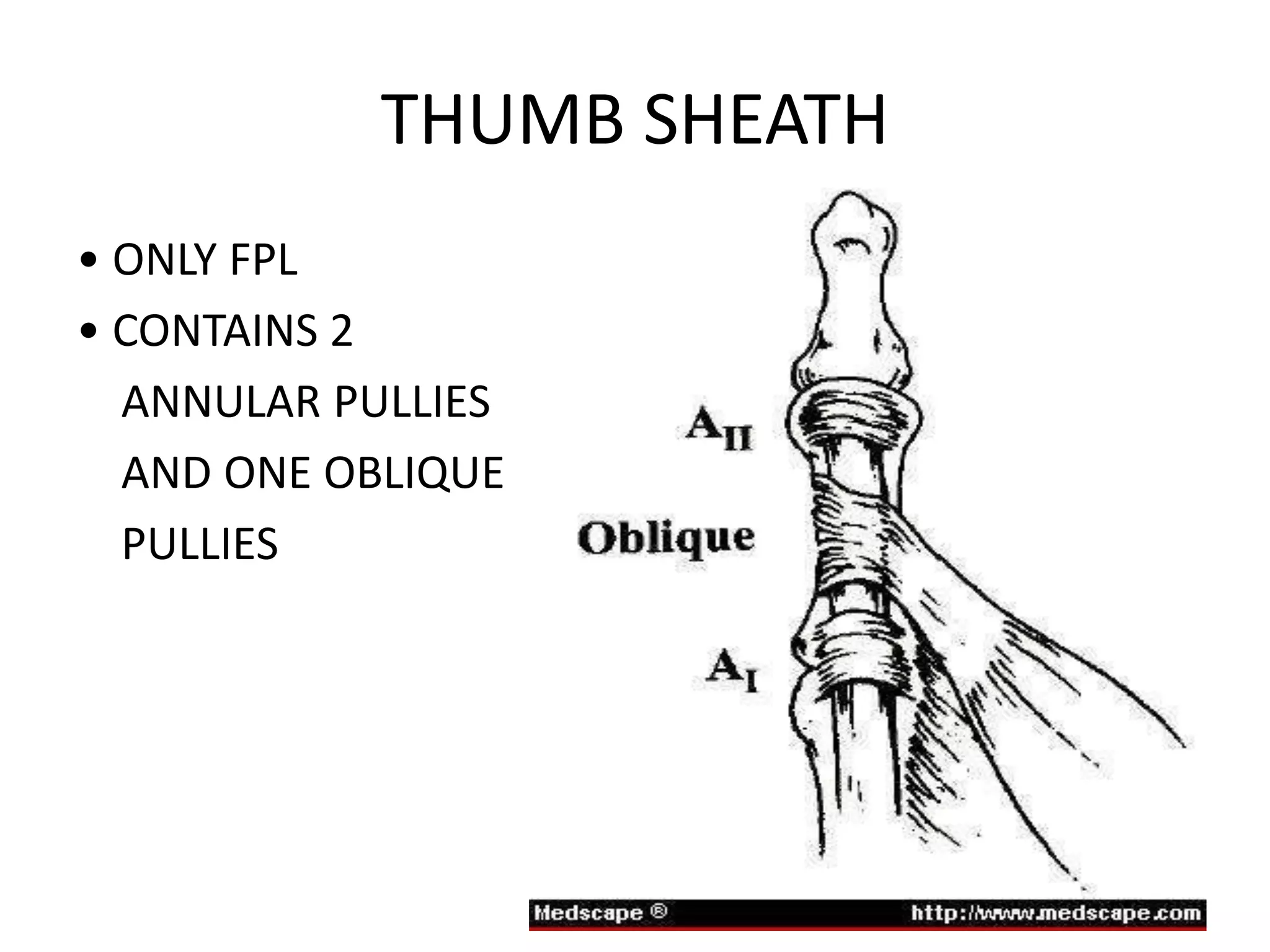 Flexion tendon injuries of hand | PPTX