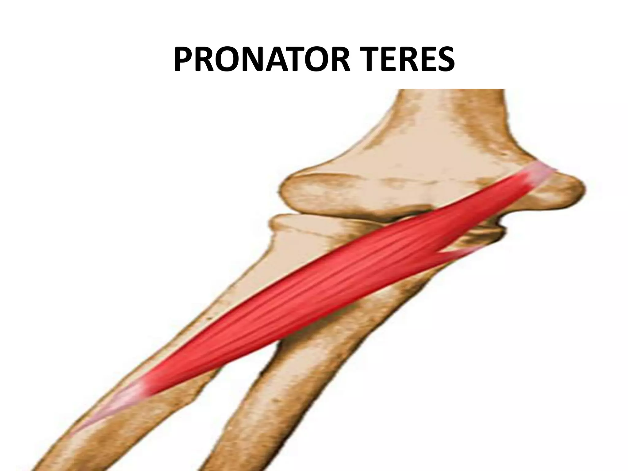 Flexion tendon injuries of hand | PPTX