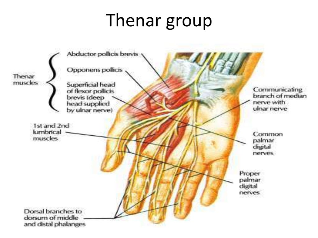 Flexion tendon injuries of hand