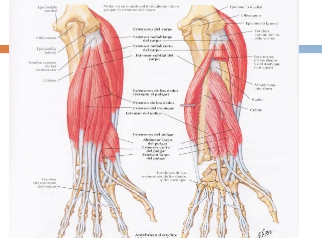 Flexion y extencion de muñeca