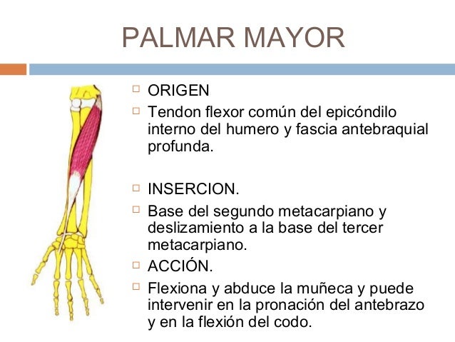 Flexion y extencion de muñeca