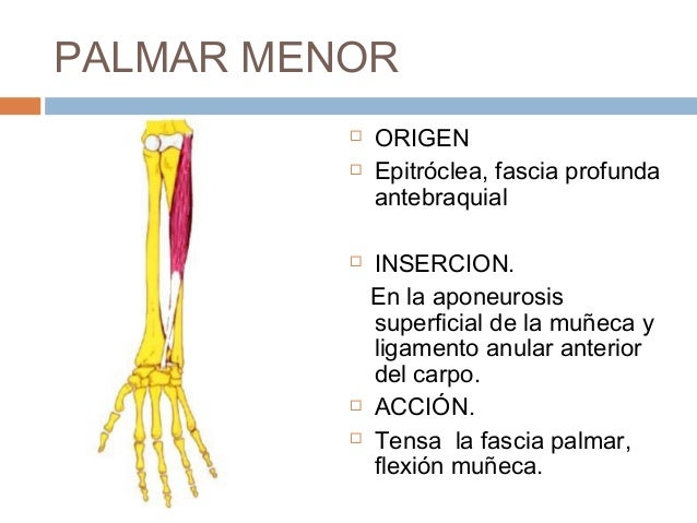Flexion y extencion de muñeca