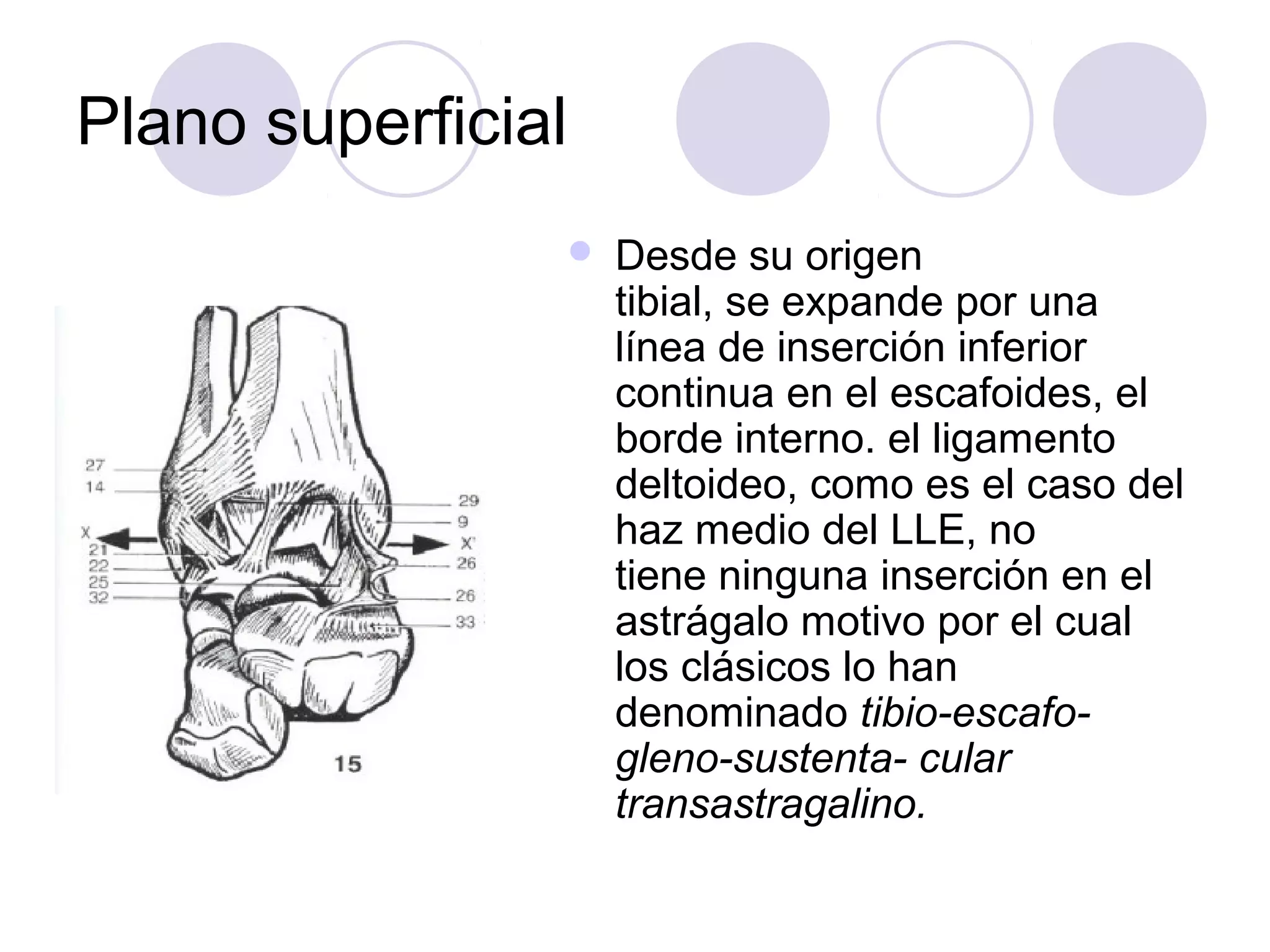 Flexo – extension de tobillo | PPT