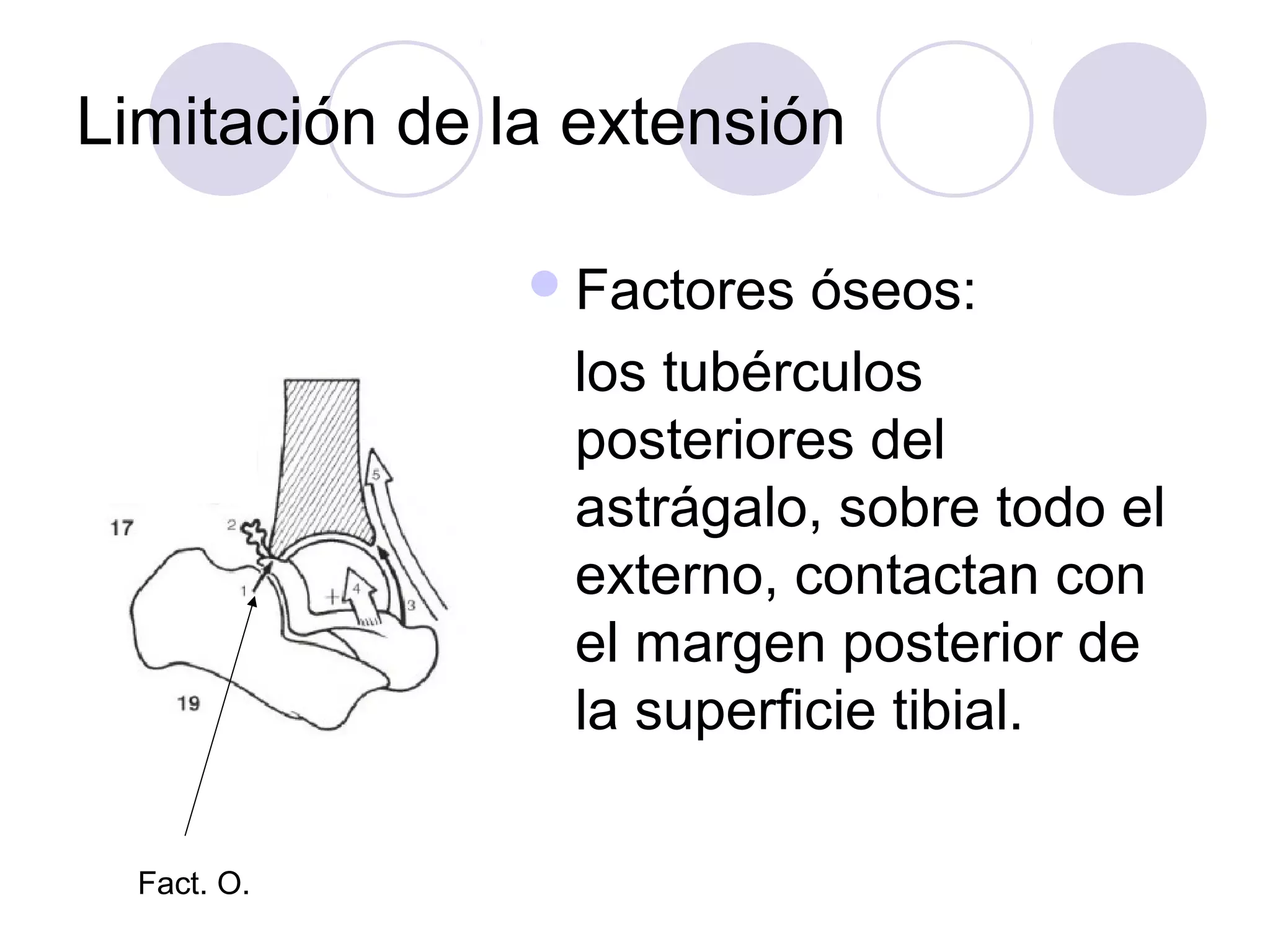 Flexo – extension de tobillo | PPT