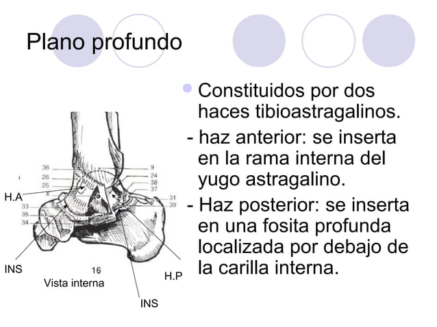 Flexo – extension de tobillo | PPT