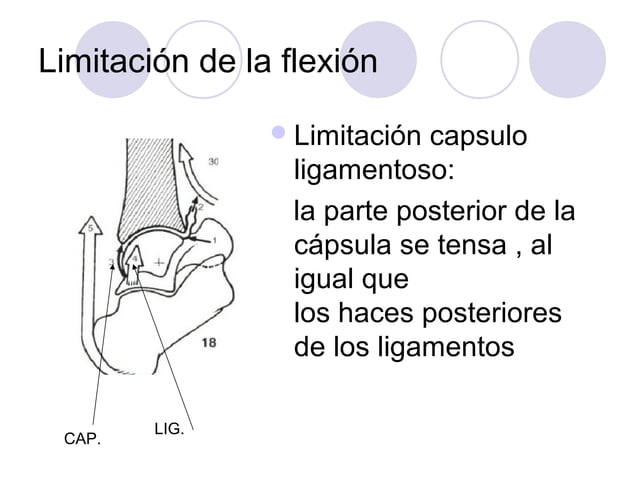Flexo – extension de tobillo | PPT
