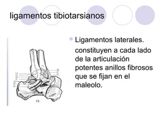 Flexo – extension de tobillo | PPT
