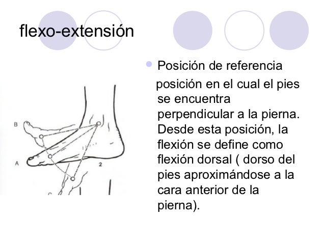 Flexo – extension de tobillo