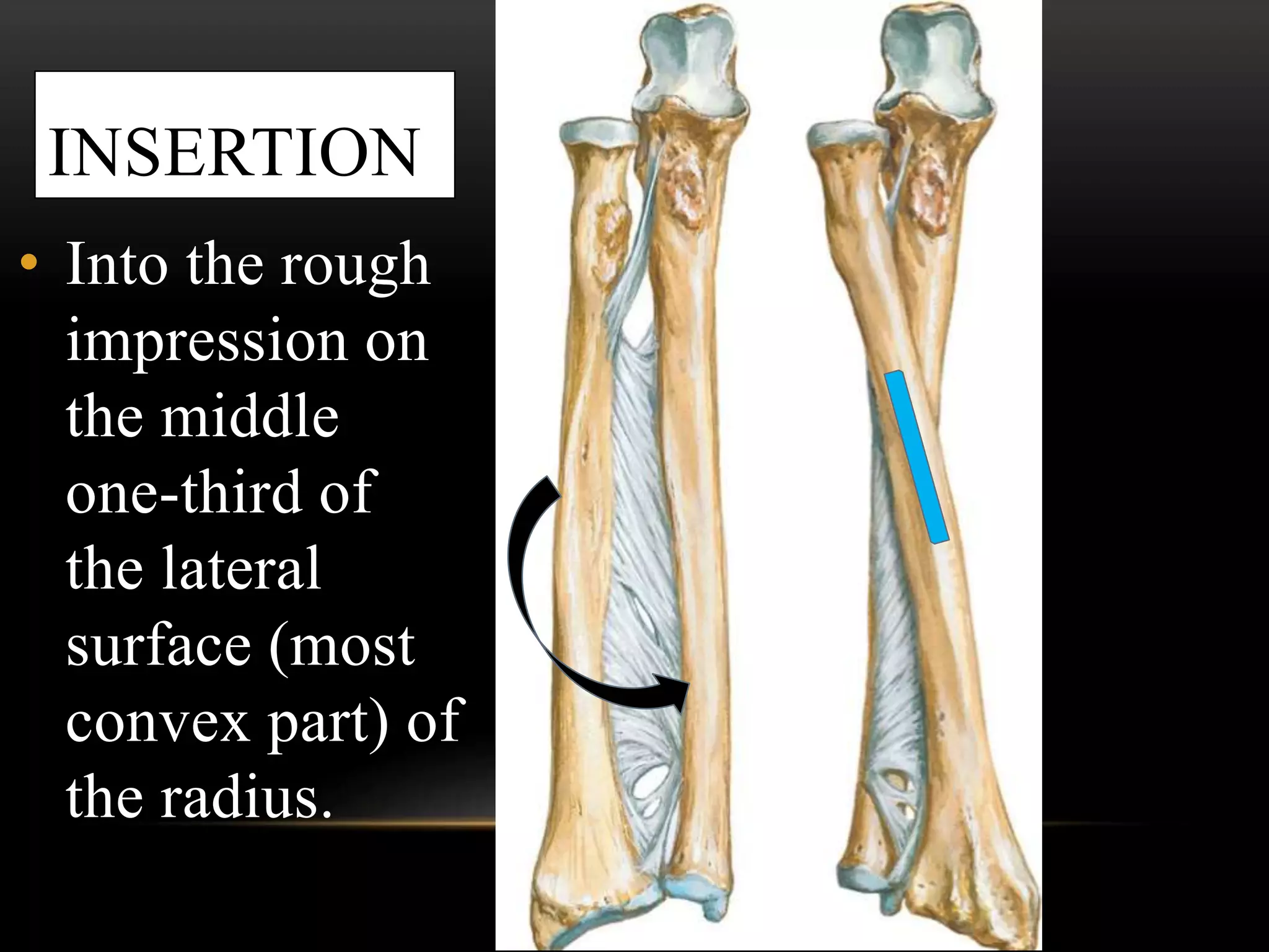 Flexor compartment of forearm | PPTX