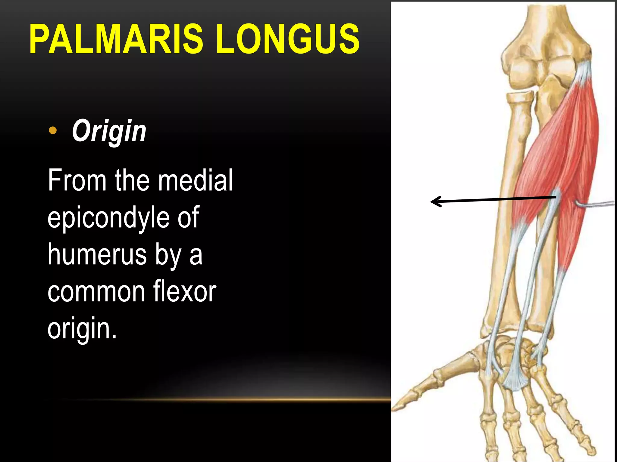Flexor compartment of forearm | PPTX