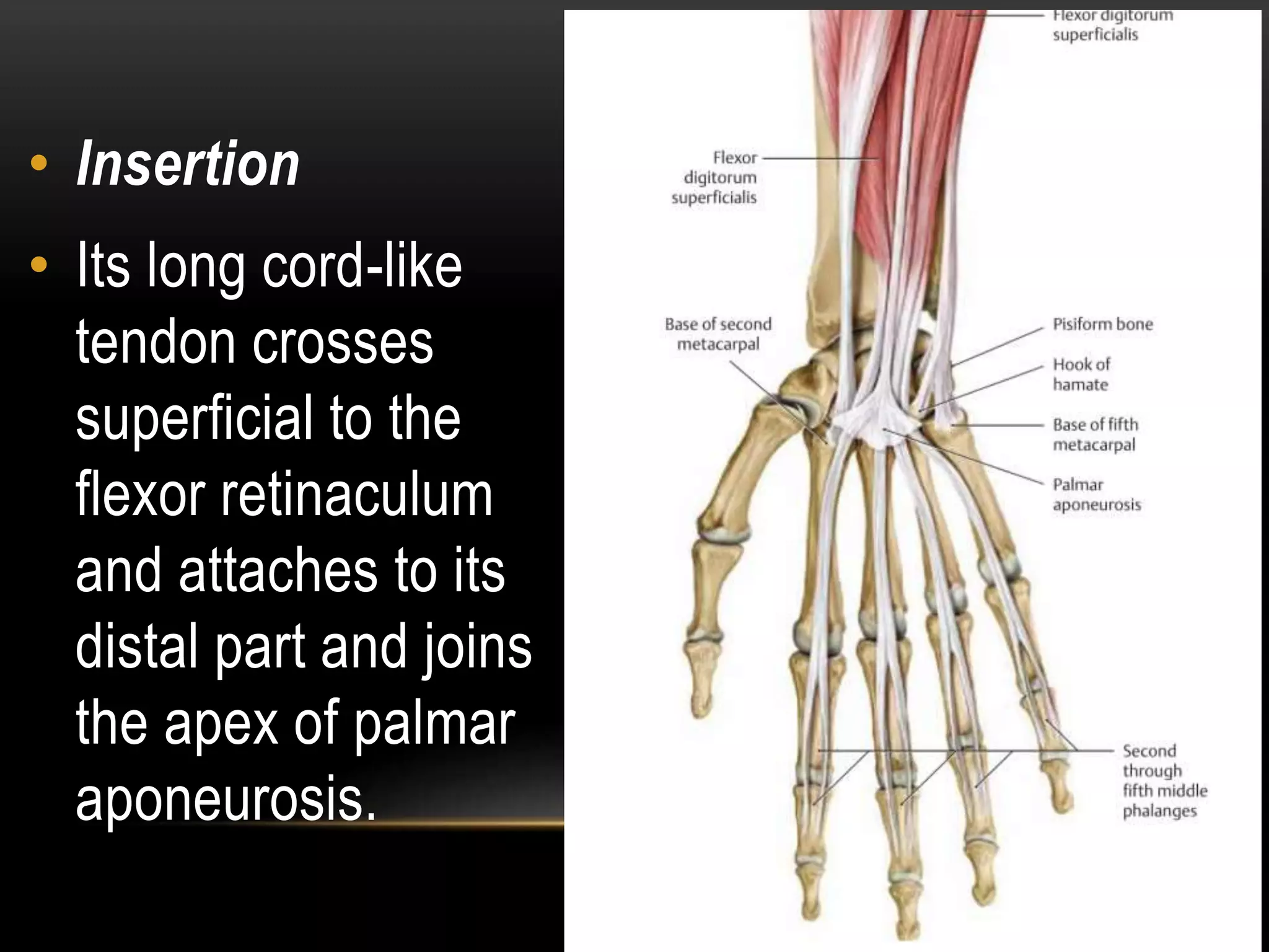 Flexor compartment of forearm | PPTX