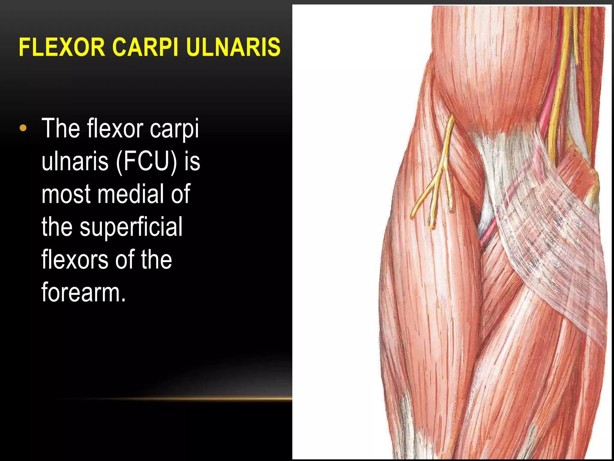 Flexor compartment of forearm | PPTX