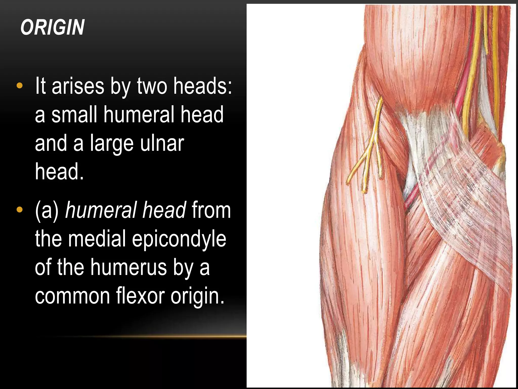 Flexor compartment of forearm | PPTX
