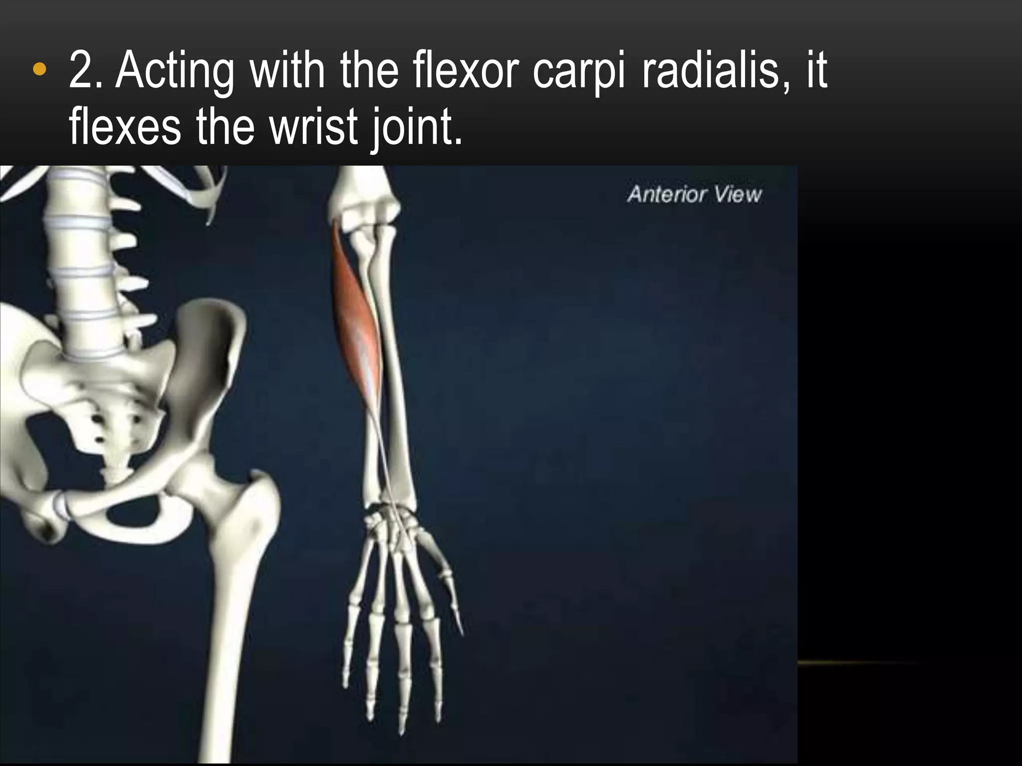 Flexor compartment of forearm | PPTX