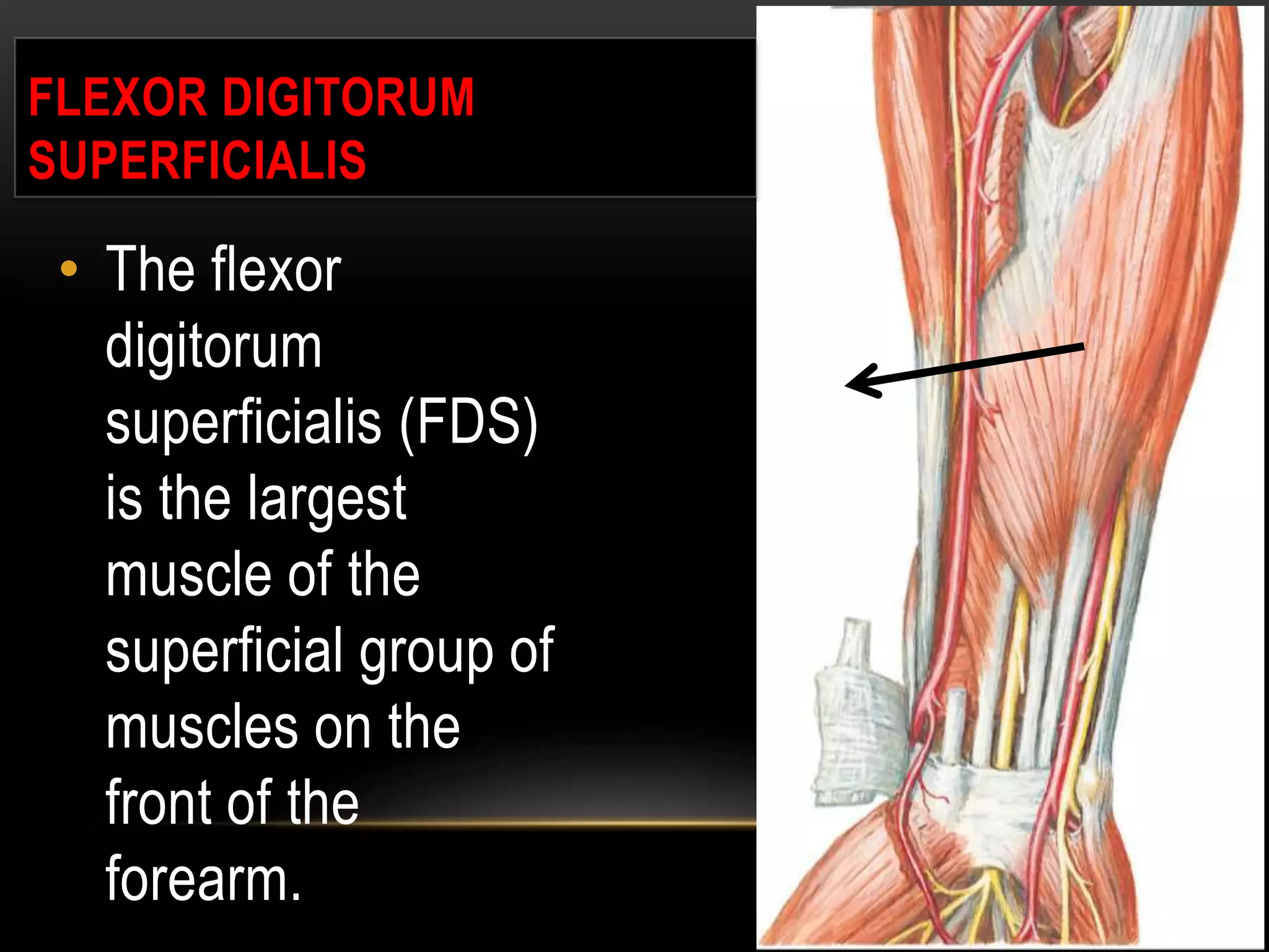 Flexor compartment of forearm | PPTX
