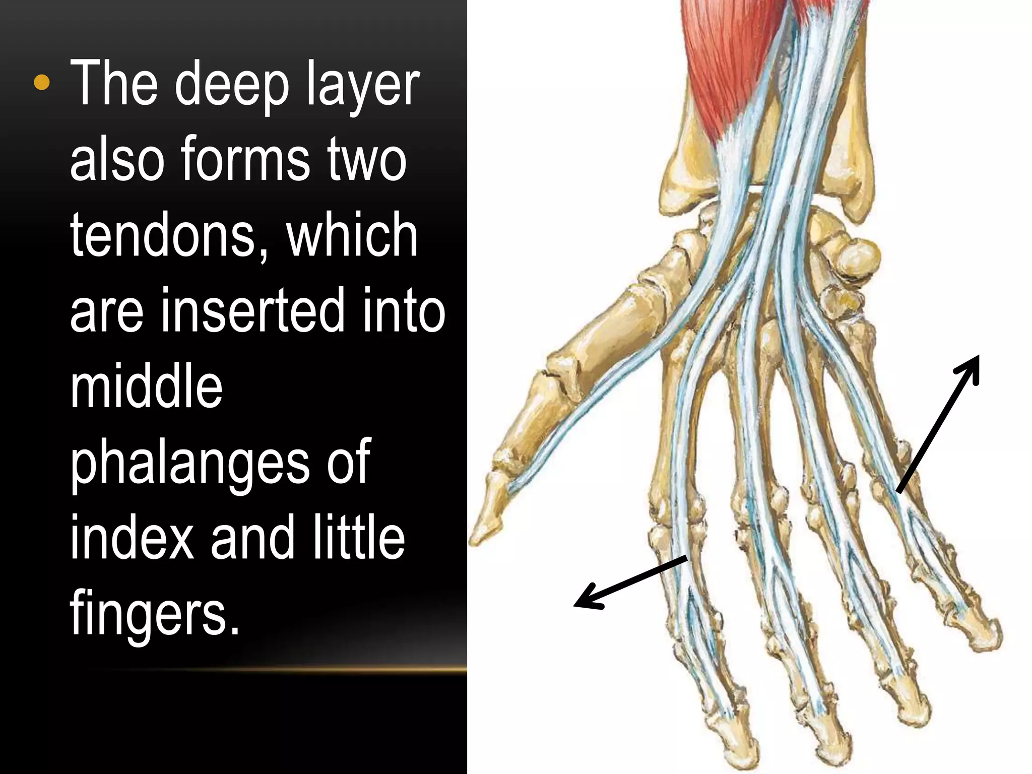 Flexor compartment of forearm | PPTX