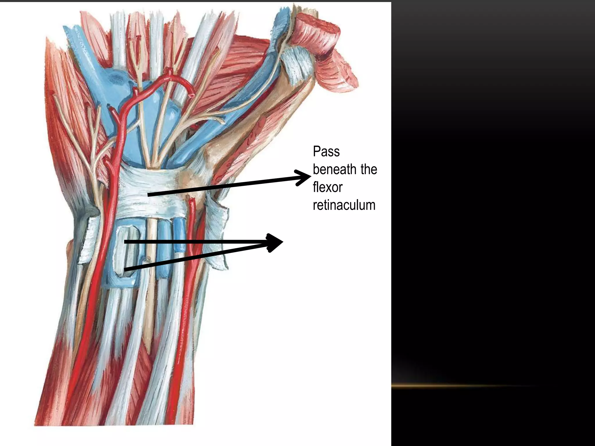 Flexor compartment of forearm | PPTX