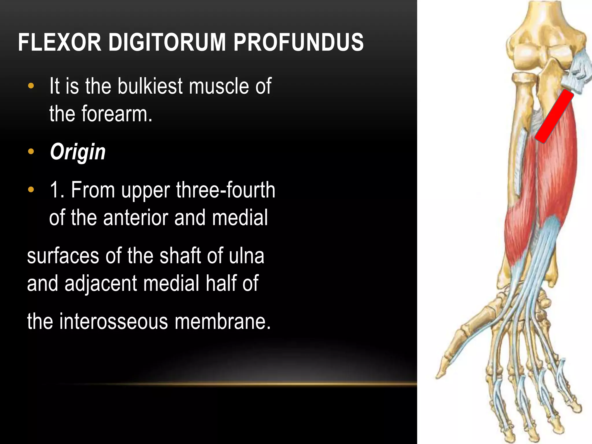 Flexor compartment of forearm | PPTX