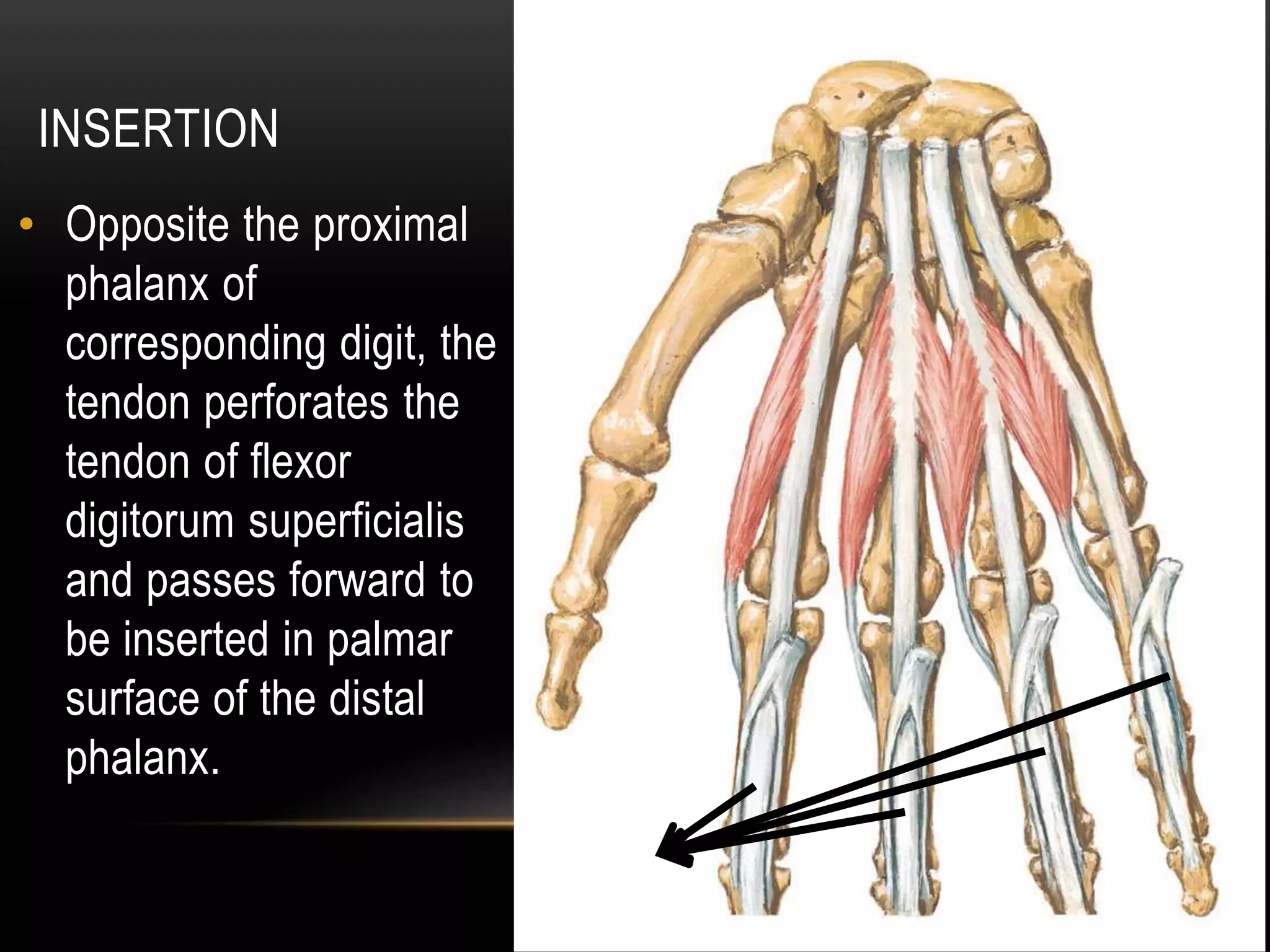 Flexor compartment of forearm | PPTX