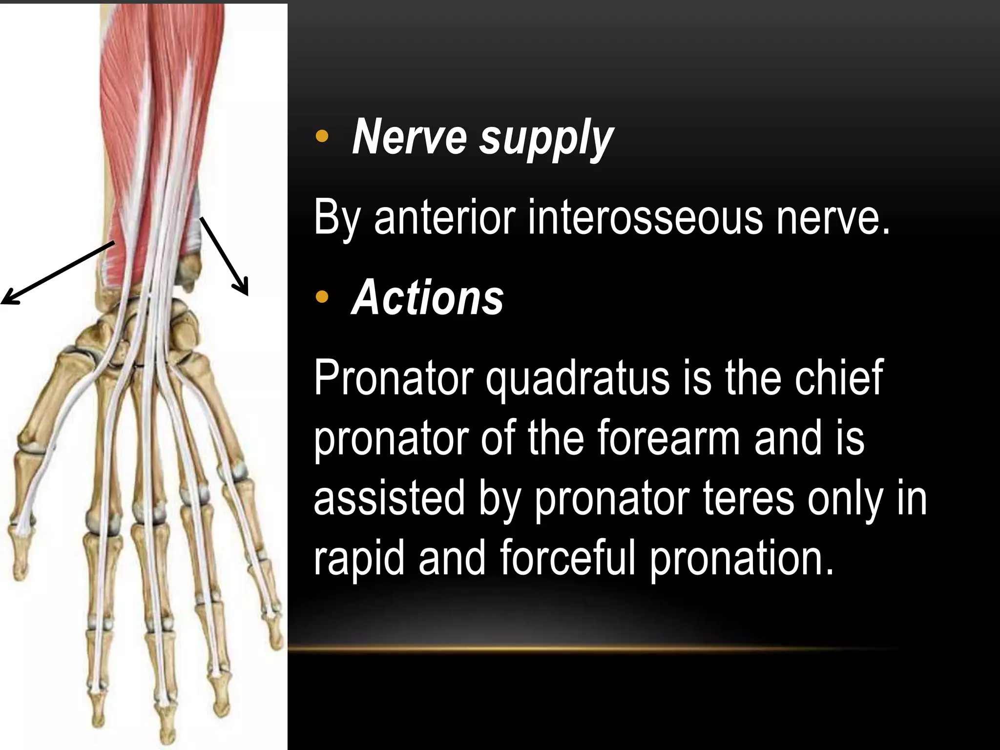 Flexor compartment of forearm | PPTX