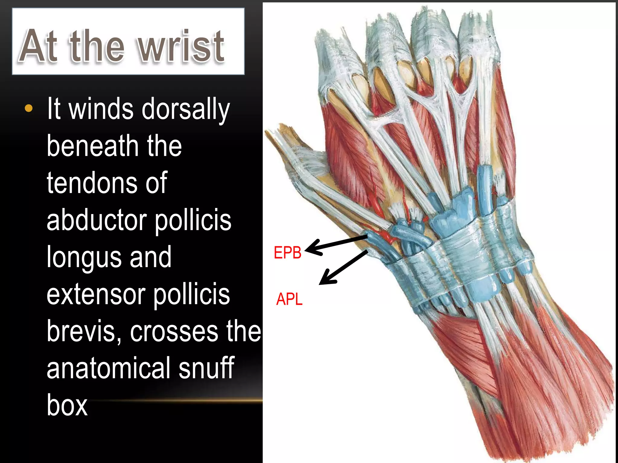 Flexor compartment of forearm | PPTX