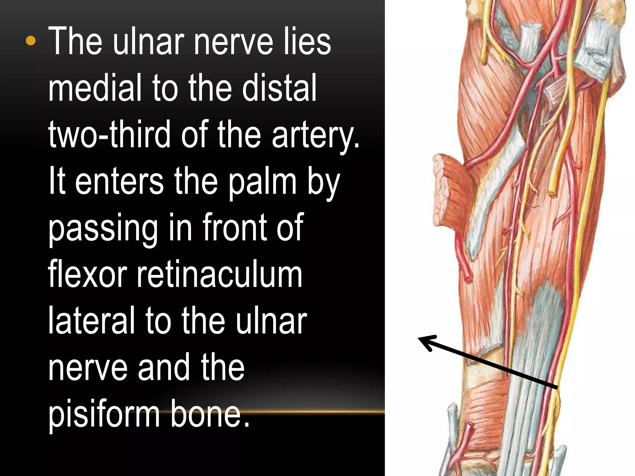 Flexor compartment of forearm | PPTX