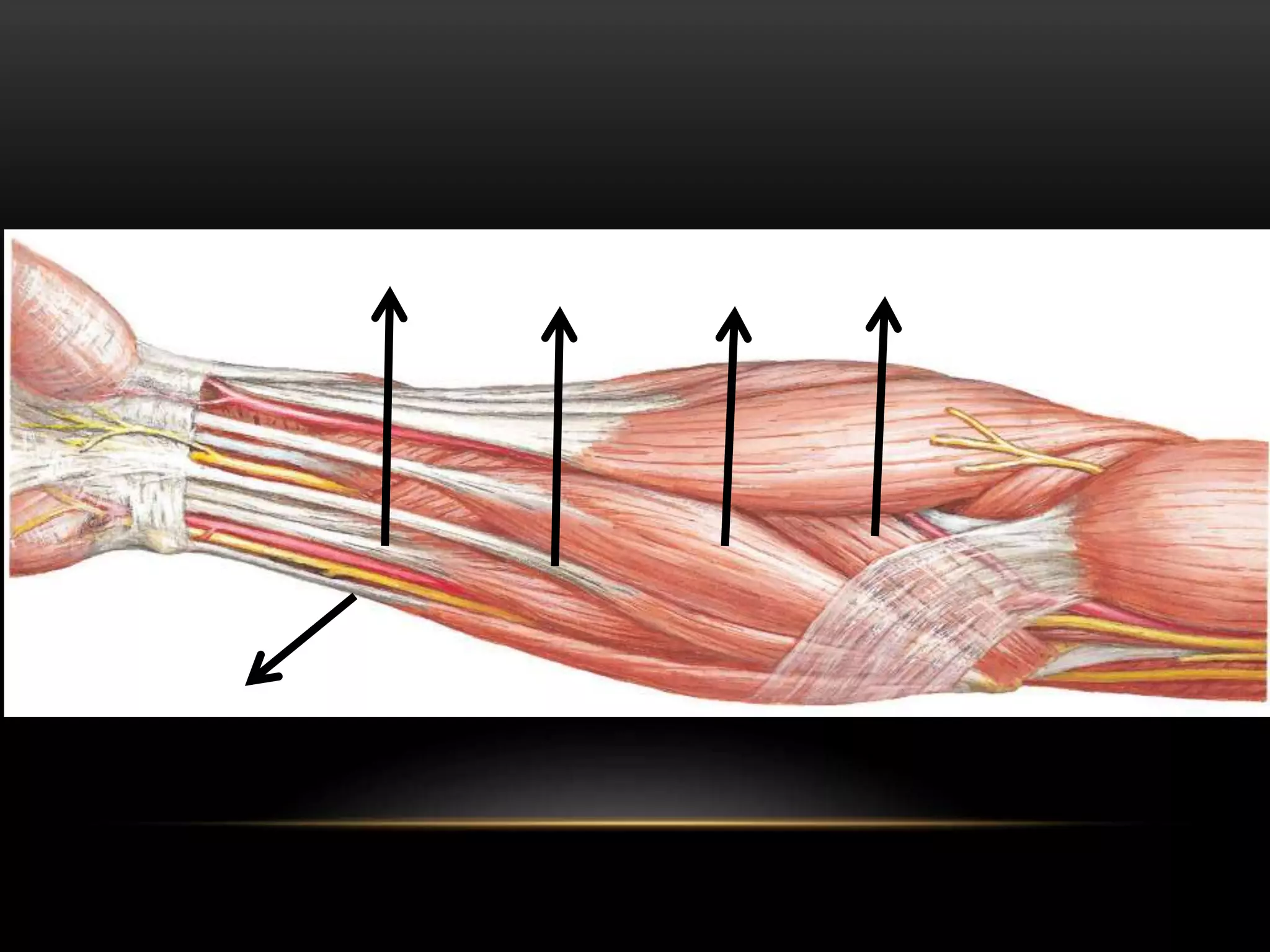 Flexor compartment of forearm | PPTX