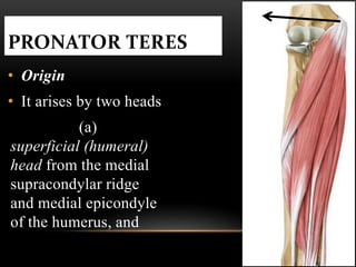 Flexor compartment of forearm | PPTX