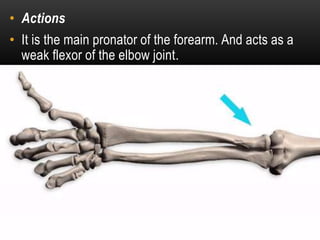 Flexor compartment of forearm | PPTX