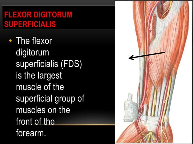 Flexor compartment of forearm | PPTX