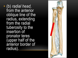 Flexor compartment of forearm | PPTX