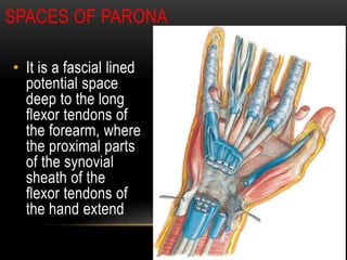 Flexor compartment of forearm | PPTX