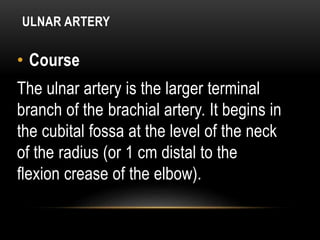 Flexor compartment of forearm | PPTX
