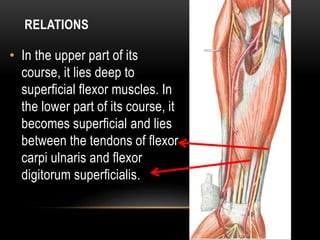 Flexor compartment of forearm | PPTX