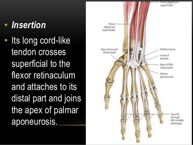 Flexor compartment of forearm