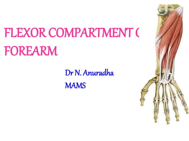 FLEXOR COMPARTMENT of forearm (1).pptx