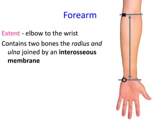 FLEXOR COMPARTMENT of forearm (1).pptx