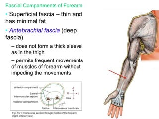 FLEXOR COMPARTMENT of forearm (1).pptx