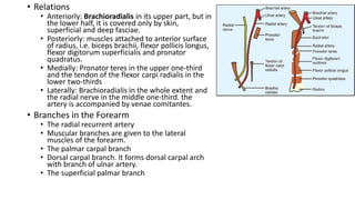 Flexor compartment of forearm and palm.pdf