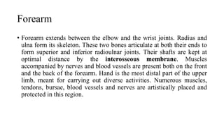 Flexor compartment of forearm and palm.pdf