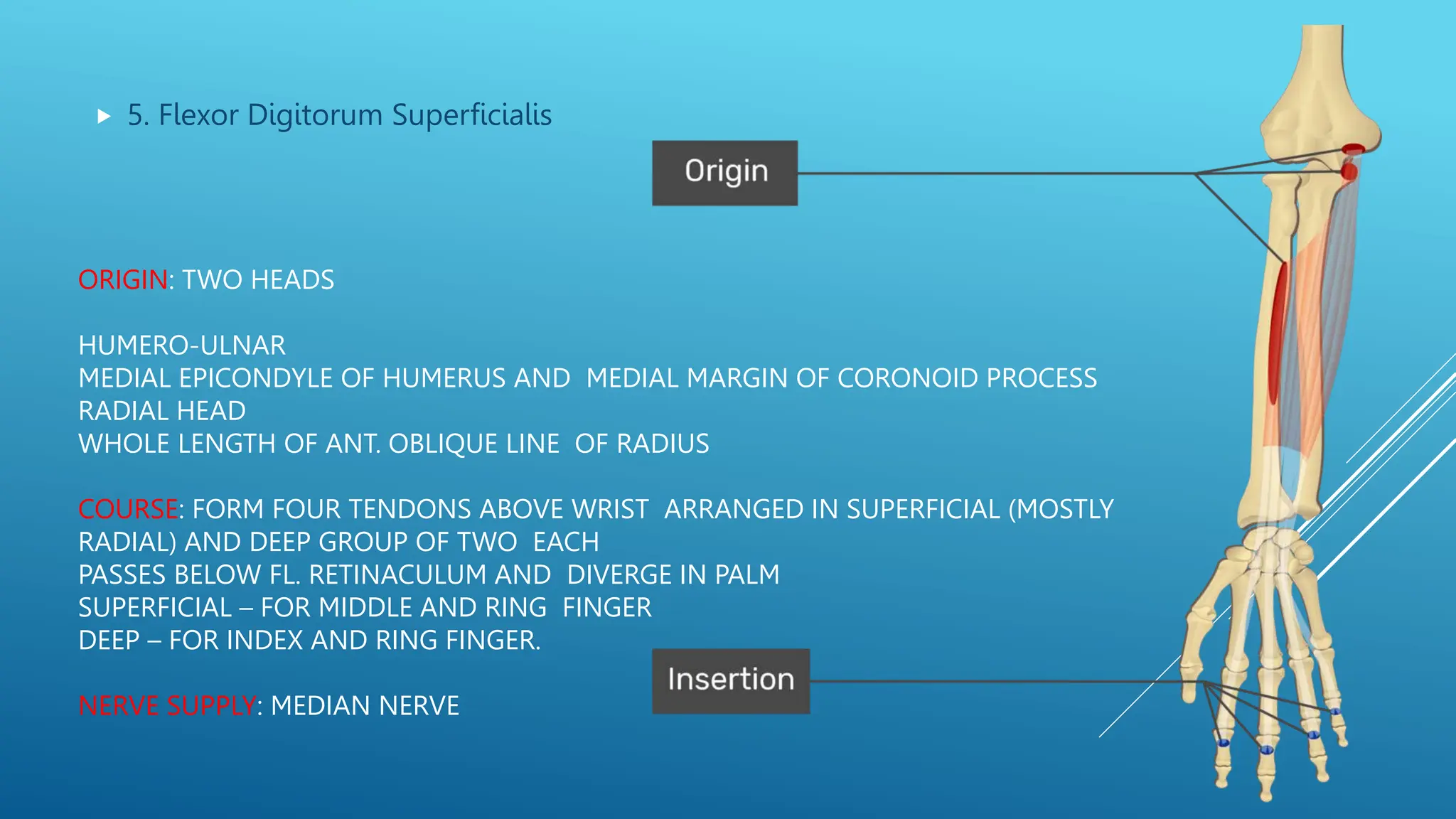 Flexor compartment of the forearm.pptx anatomy gross MBBS | PPTX