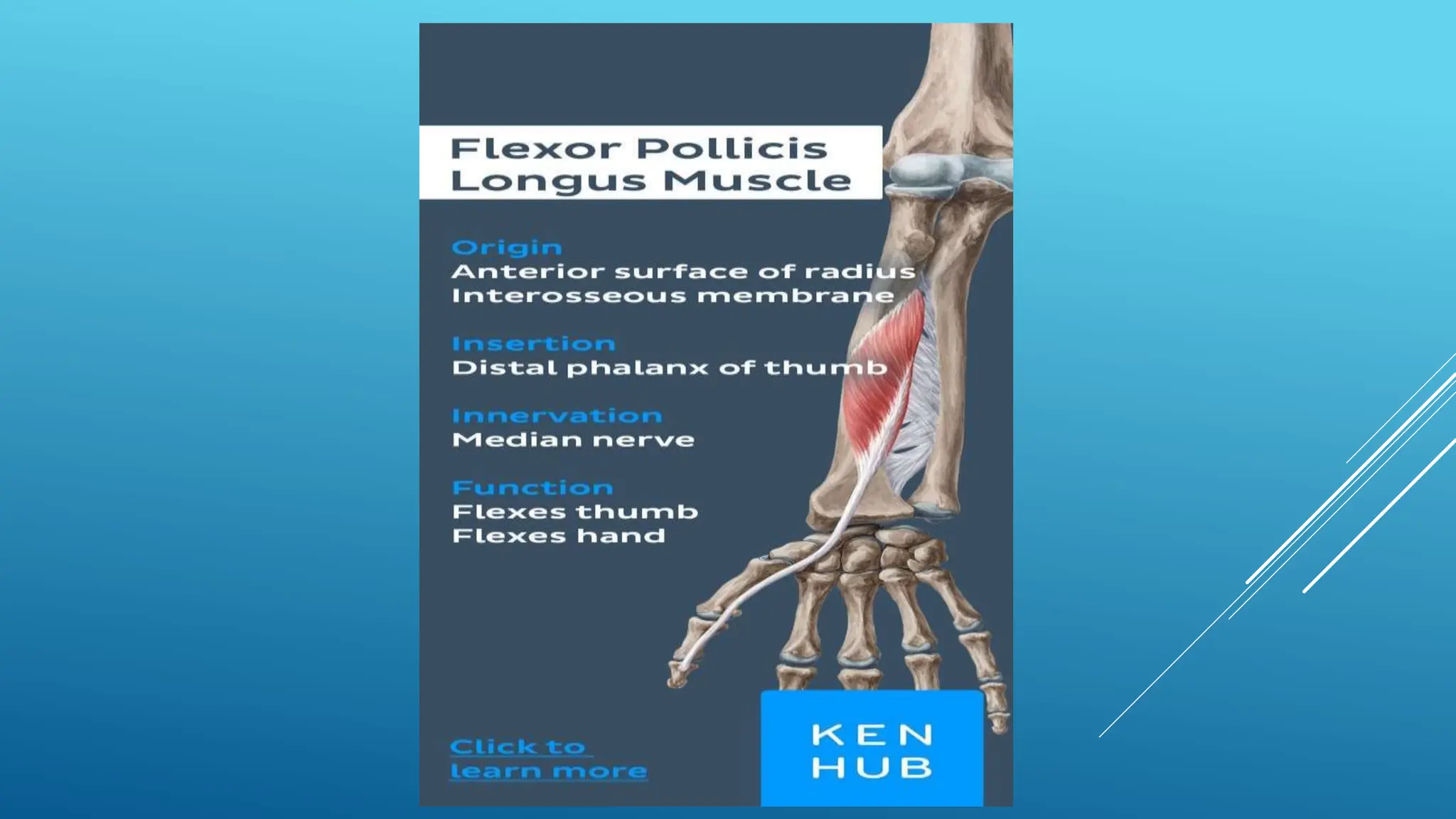 Flexor compartment of the forearm.pptx anatomy gross MBBS | PPTX
