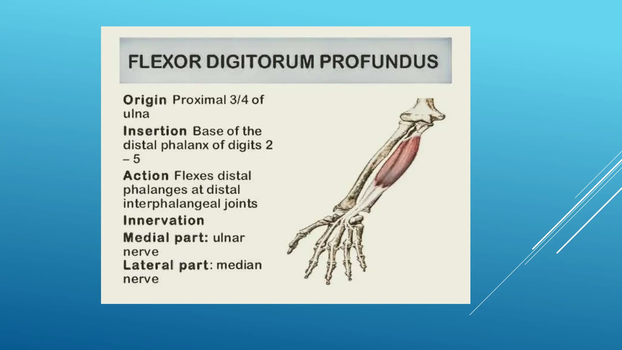 Flexor compartment of the forearm.pptx anatomy gross MBBS | PPTX