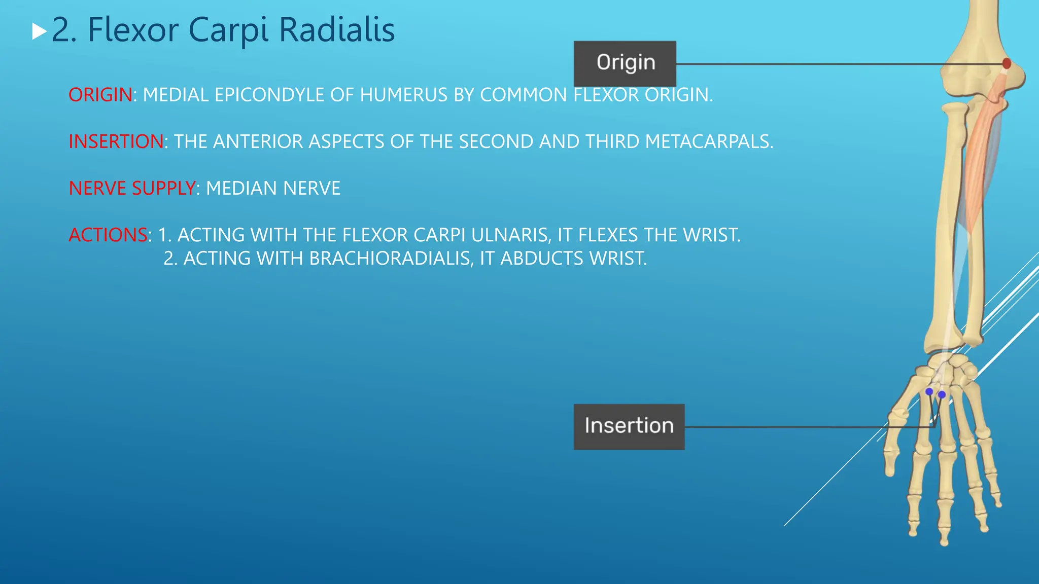 Flexor compartment of the forearm.pptx anatomy gross MBBS | PPTX