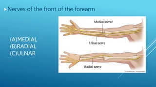 Flexor compartment of the forearm.pptx anatomy gross MBBS | PPTX