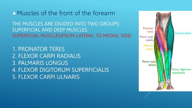 Flexor compartment of the forearm.pptx anatomy gross MBBS | PPT