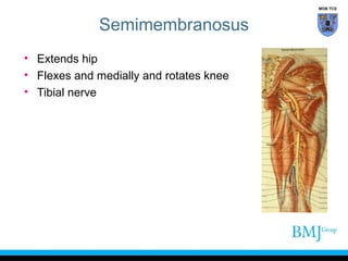 Flexor compartment of thigh | PPT