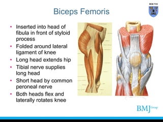 Flexor compartment of thigh | PPT
