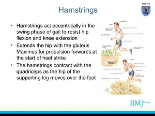 Flexor compartment of thigh | PPT